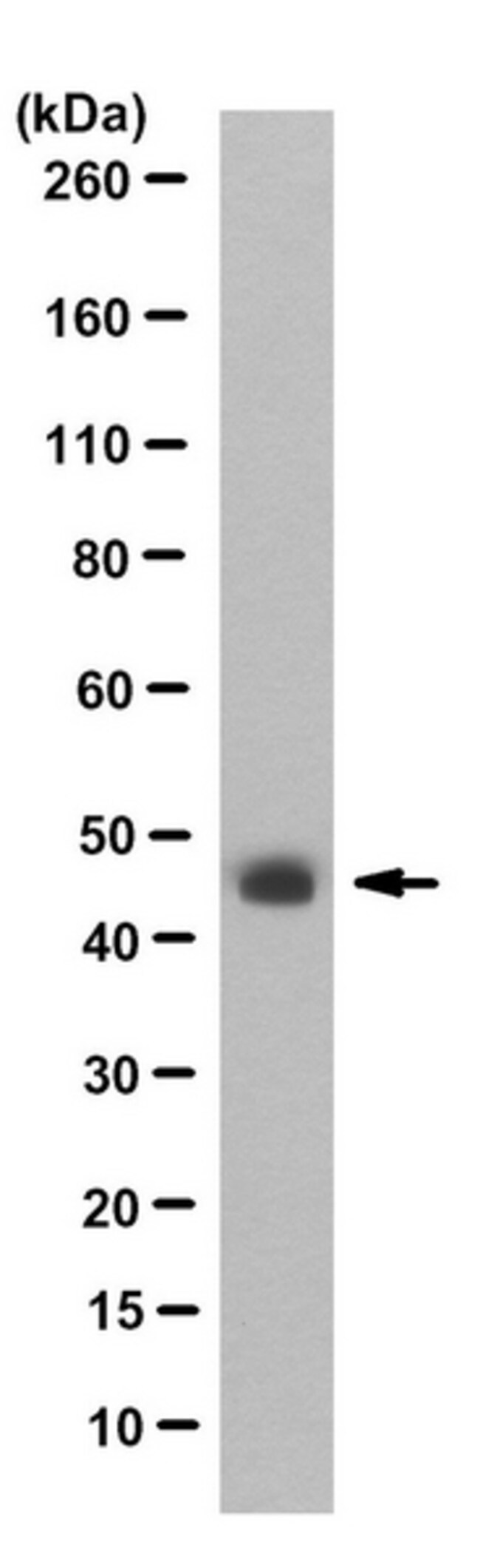 ANTI-RAD9A, CLONE 5H8.1